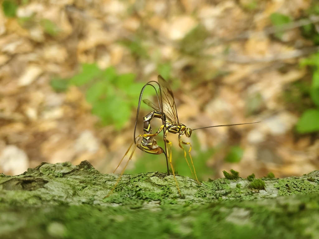 Long-tailed Giant Ichneumonid Wasp from North Woodstock, NH 03262, USA ...