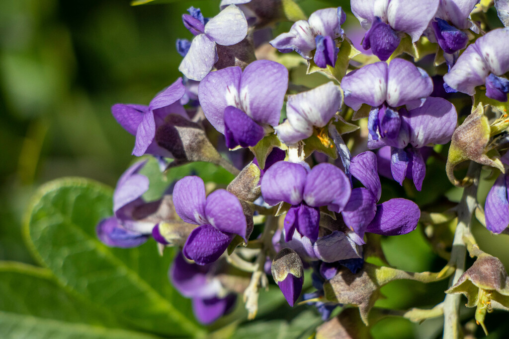 Texas mountain laurel from Valle del Campestre, San Pedro Garza García ...