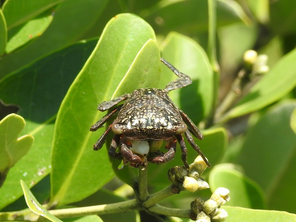 Mangrove Tree Crab from Inlet Terrace, Ponce Inlet, FL 32127, USA on ...