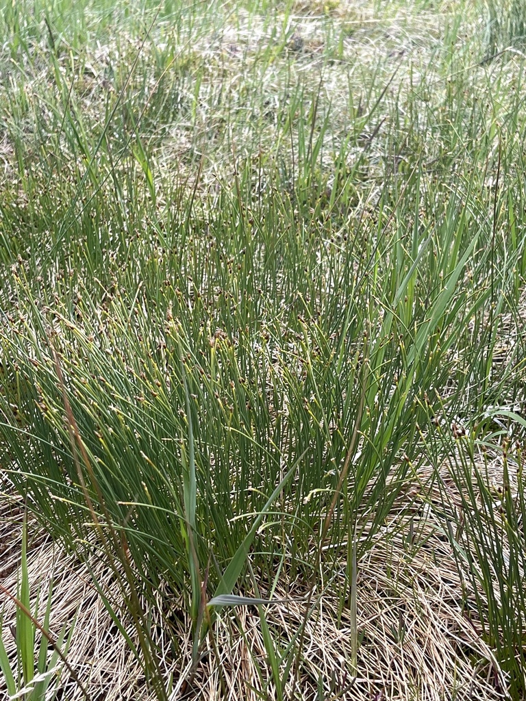 Tufted Bulrush from Karkonoski PN, CZ-HK-TU, CZ-HK, CZ on July 7, 2023 ...
