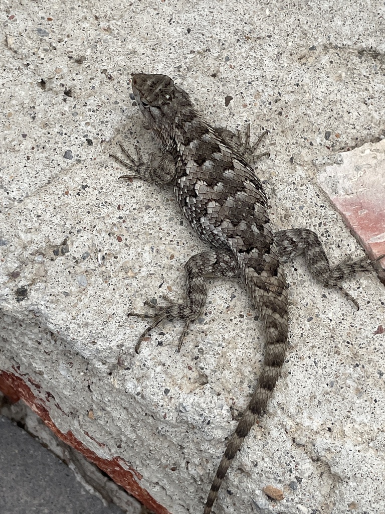 Eastern Spiny Lizard from Colón, Querétaro, MX on July 7, 2023 at 10:28 ...