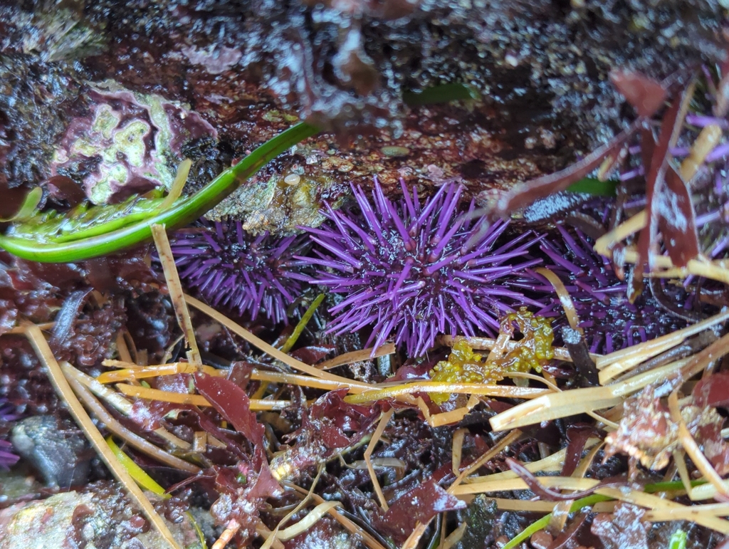 Pacific Purple Sea Urchin from J3M6+9M, Pacific Grove, CA 93950, USA on ...