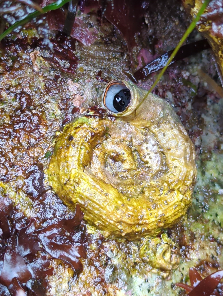 Scaled Worm Snail from Monterey County, US-CA, US on July 7, 2023 at 08 ...