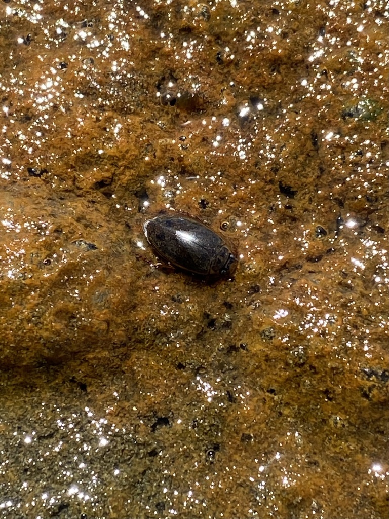 Rhantus from Roosevelt Beach Rd, WA, US on July 1, 2023 at 03:05 PM by ...