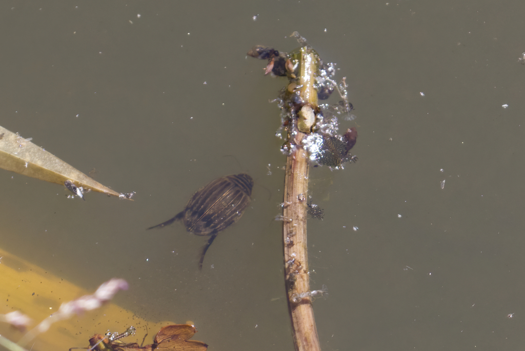 Small Flat Diving Beetles from Wollaston, Wellingborough, UK on July 7 ...