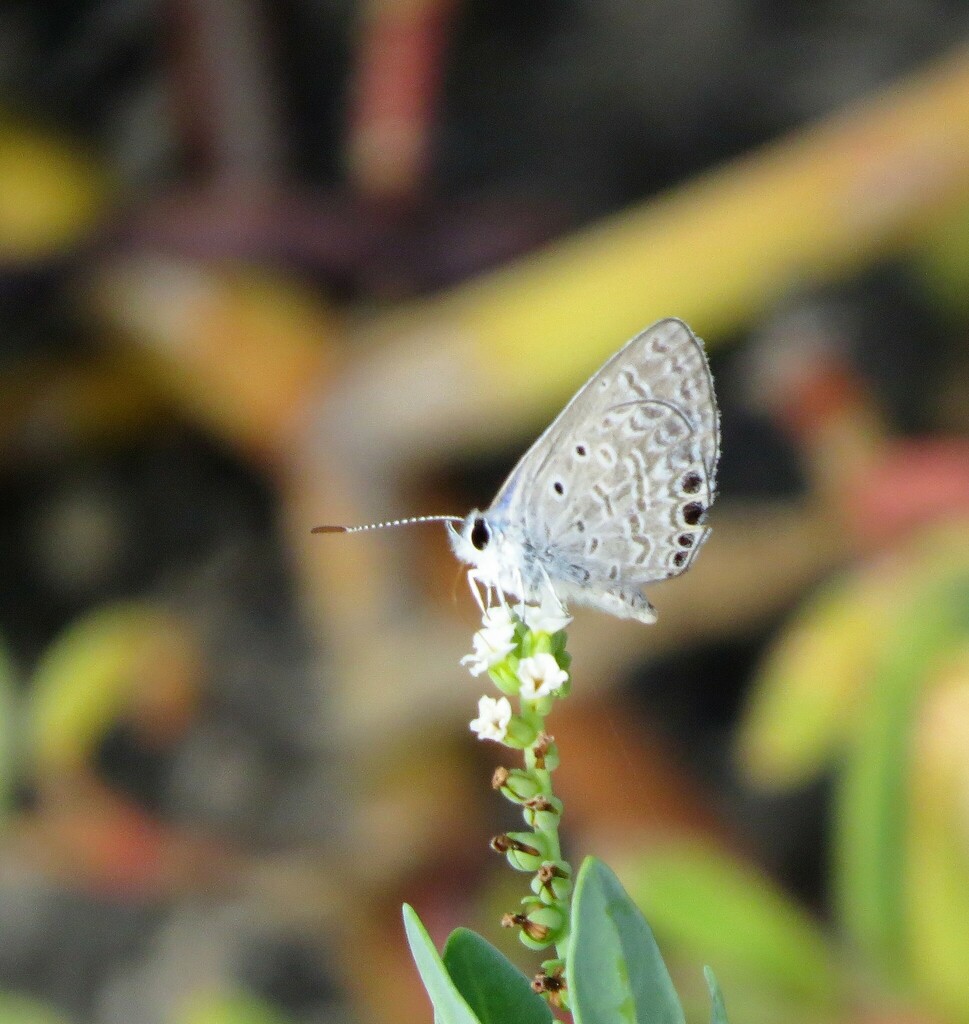 Ramon Blue from Santa Cruz, Ecuador on June 23, 2023 at 06:20 PM by Joe ...