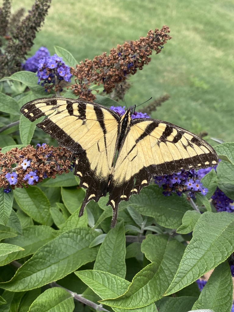 Eastern Tiger Swallowtail from VCOM Pond Auburn Alabama USA on July 7 ...