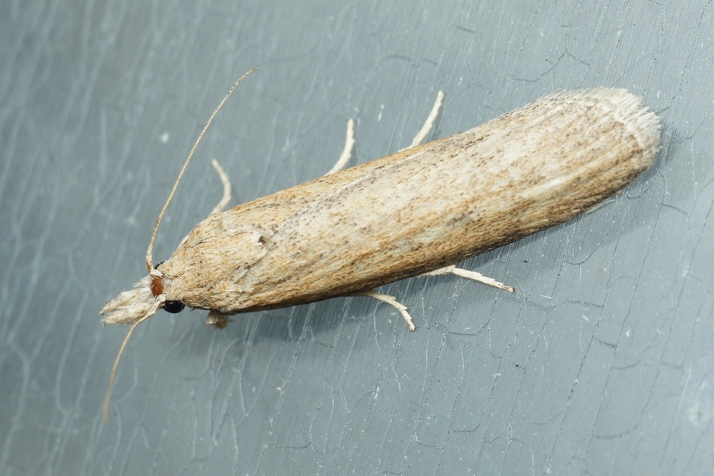 Lamoria from Донецк on June 27, 2023 at 12:56 AM by Илья Оголь ...