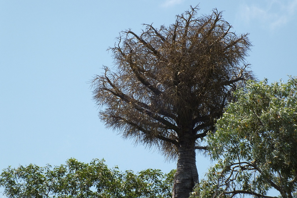 gebang palm (Corypha utan) - Botanical Realm