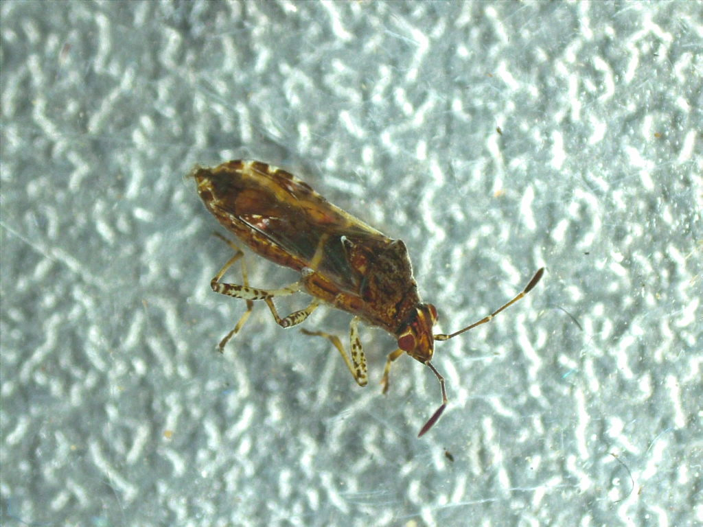 True Bugs from Pedernales, Dominican Republic on June 17, 2023 at 07:14 ...