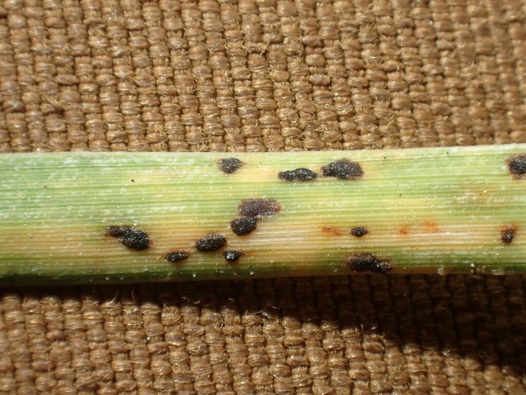 Phyllachora from Jacoby Creek, Eureka, CA, USA on July 5, 2023 at 04:56 ...
