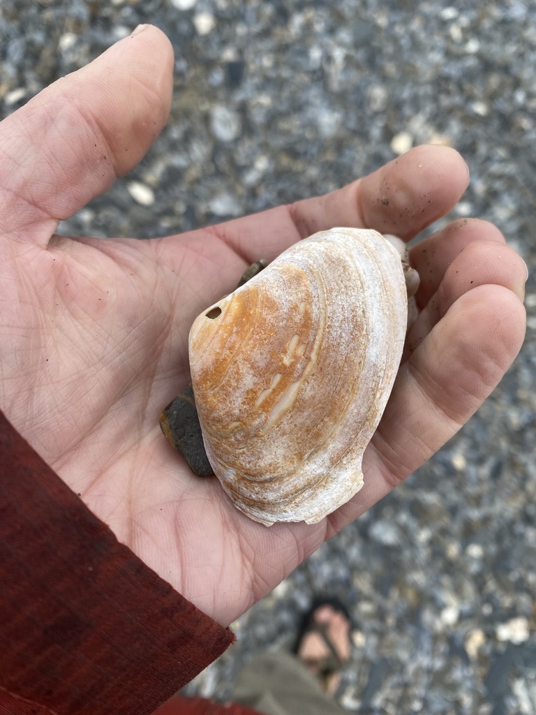 Arctic Surfclam from AK, US on 06 July, 2023 at 06:50 PM by Eric Gren ...