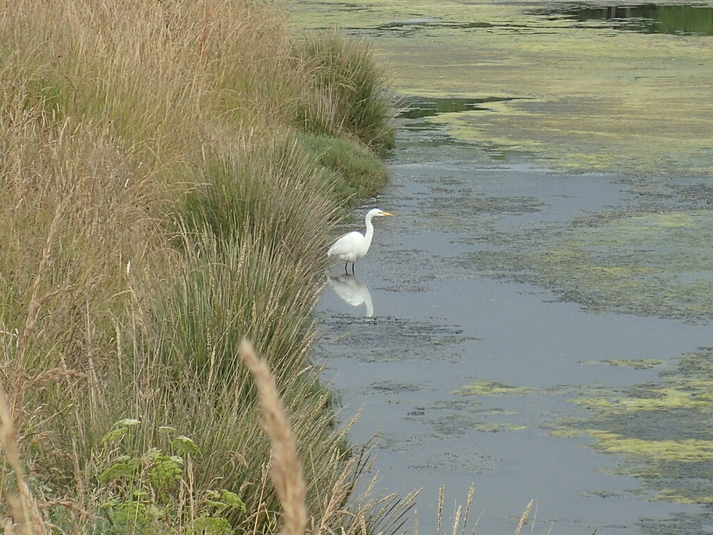 Great Egret from Arcata, CA, USA on July 5, 2023 at 05:19 PM by Justin ...