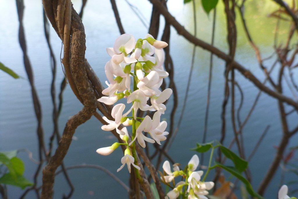 Derrises (Derris) - Botanical Realm