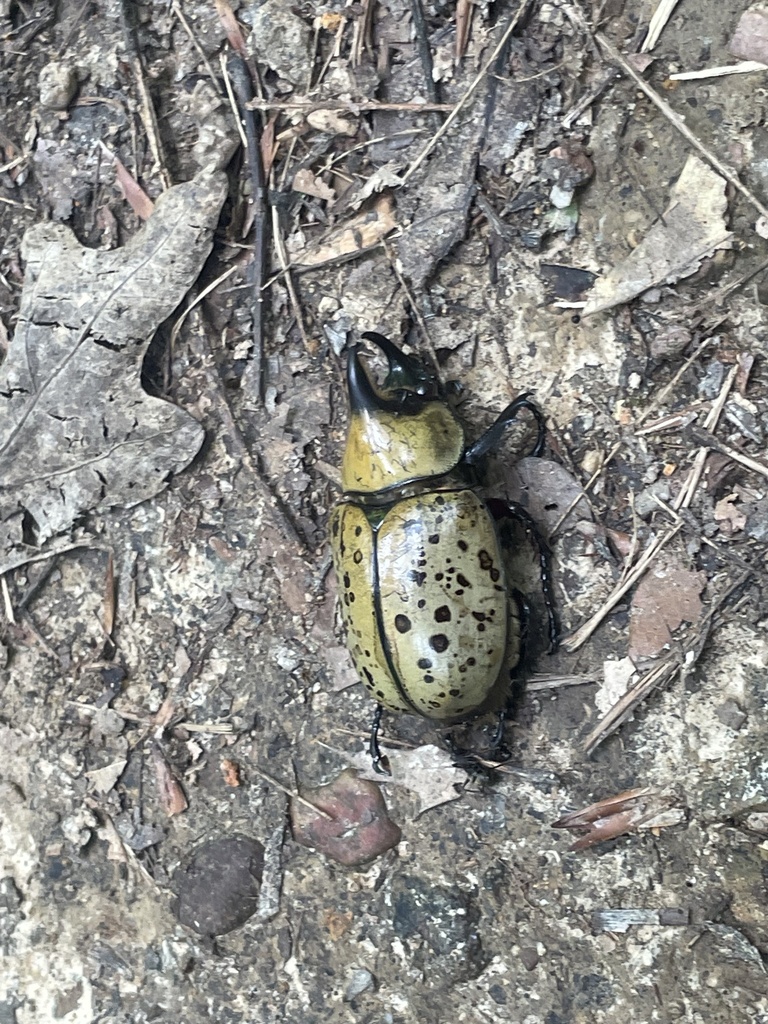 Eastern Hercules Beetle from Sevier County, US-TN, US on July 7, 2023 ...