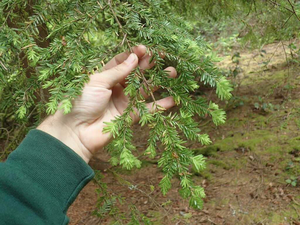 western hemlock from Humboldt County, CA, USA on July 6, 2023 at 12:27 ...