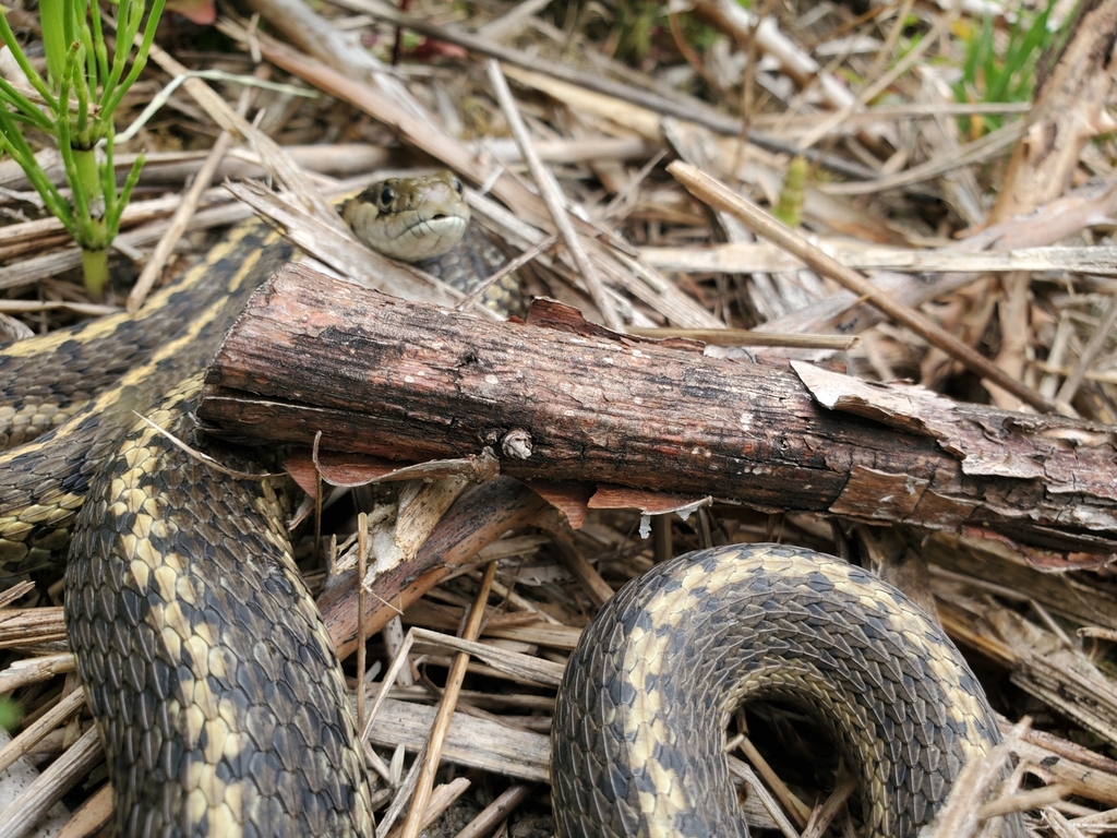Wandering Garter Snake from Seward Park, Seattle, WA 98118, USA on July ...
