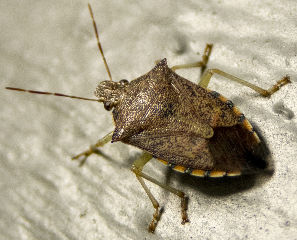 Spined Soldier Bug from Shepard Settlement, Onondaga County, NY, USA on ...