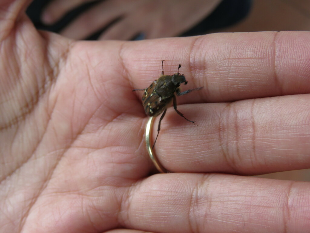 Bee Beetles and Flower Scarabs from Mazamitla, Jal., México on July 6 ...