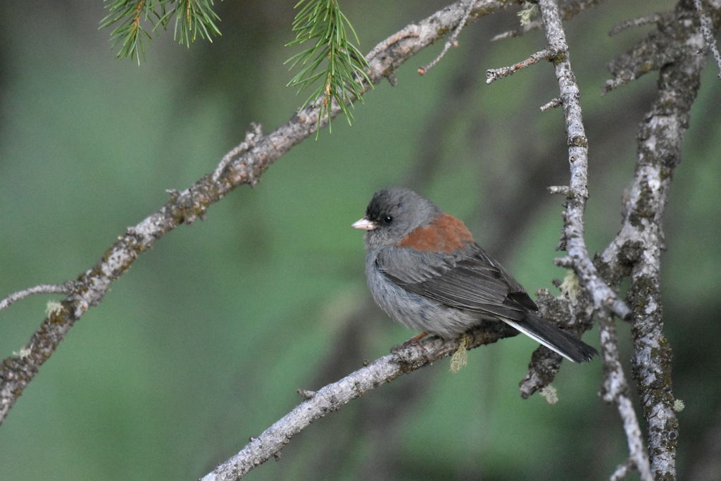 Gray-headed Junco from Grand County, CO, USA on July 1, 2023 at 05:57 ...