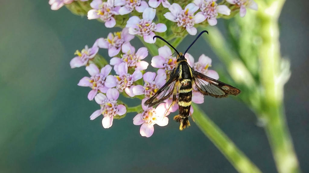 Strawberry Crown Moth from Nanaimo, BC, Canada on July 5, 2023 at 05:57 ...