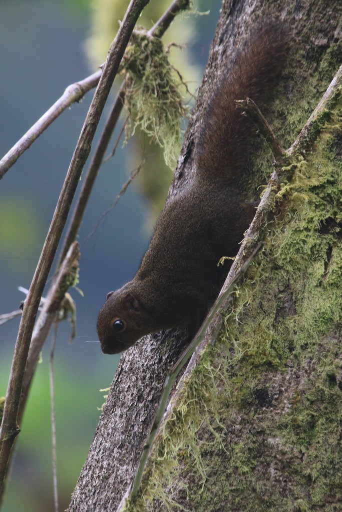 Central American Dwarf Squirrel (Microsciurus alfari) - Know Your Mammals