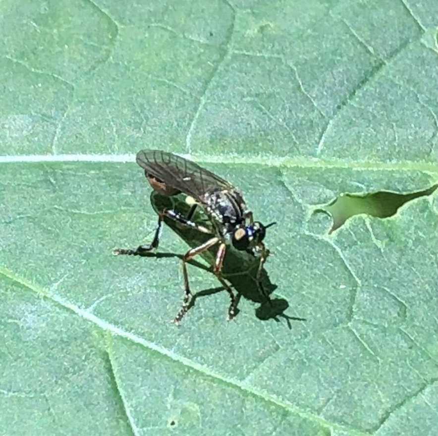 Stripe-legged Robber Fly from Rocky River Reservation, Brook Park, OH ...