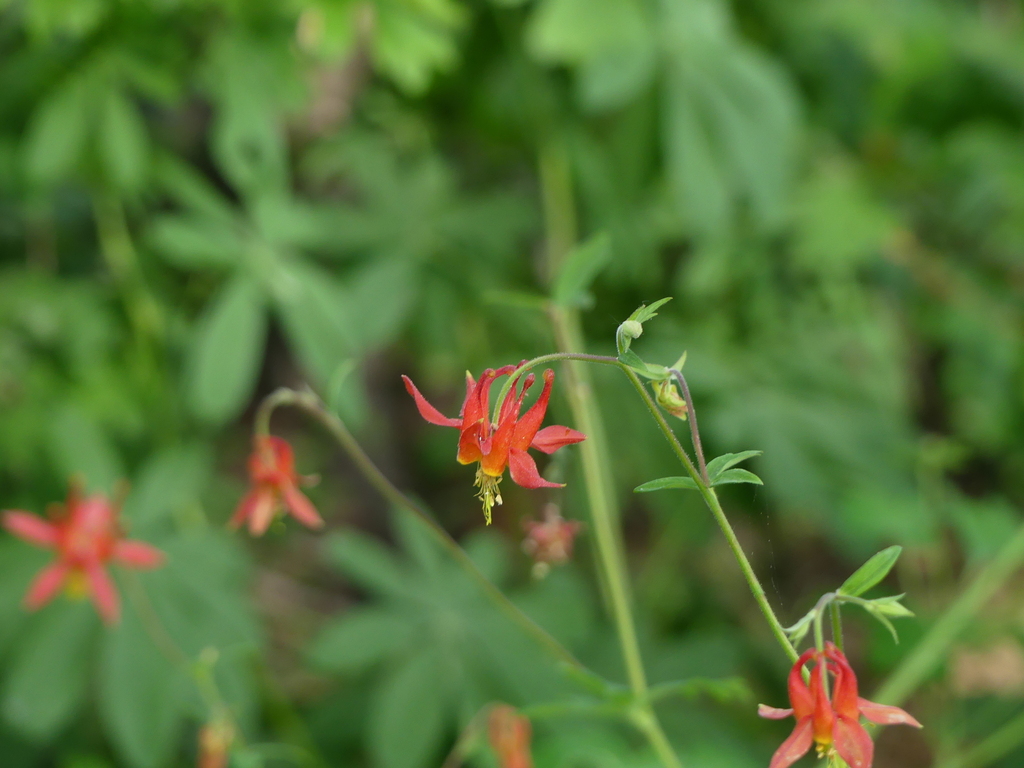 western columbine from Trinity County, CA, USA on June 22, 2023 at 08: ...
