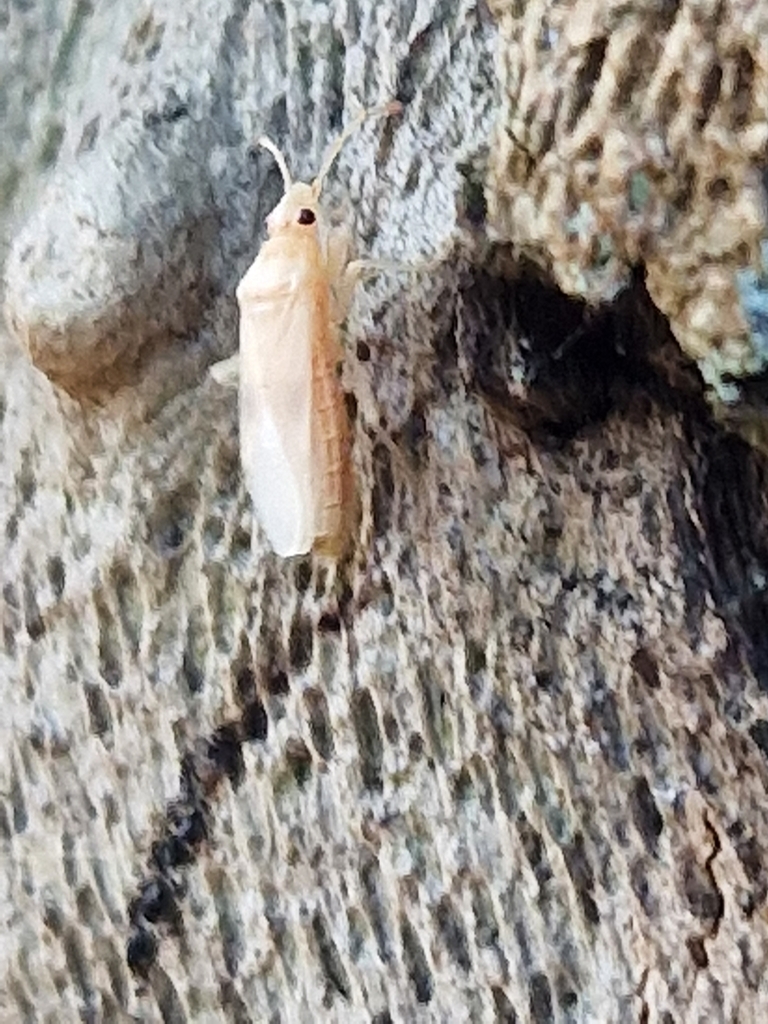 Arocatus roeselii from Battersea Park, London SW11 4NJ, UK on July 7 ...