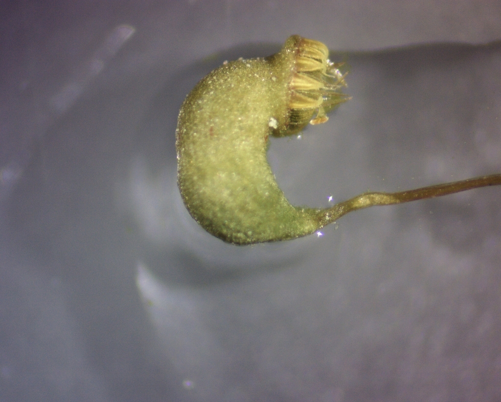 tangled thread moss from Crofton, MD, USA on May 21, 2021 at 03:07 PM ...