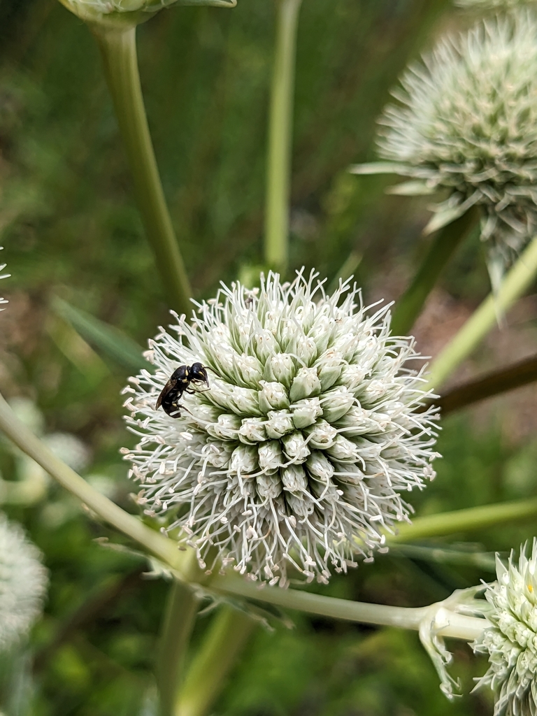 Masked Bees in July 2023 by Colleen Burgess Crank. Sbee-home, 25 ...