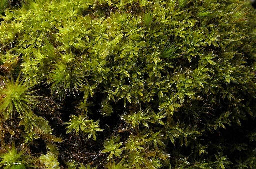 Variable Crisp-moss from Pontevedra, Spain on July 1, 2023 at 12:00 PM ...
