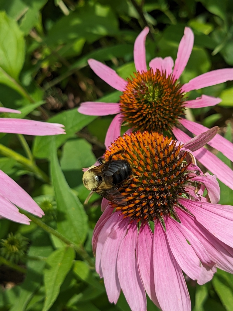 Brown-belted Bumble Bee in July 2023 by Colleen Burgess Crank. Sbee ...