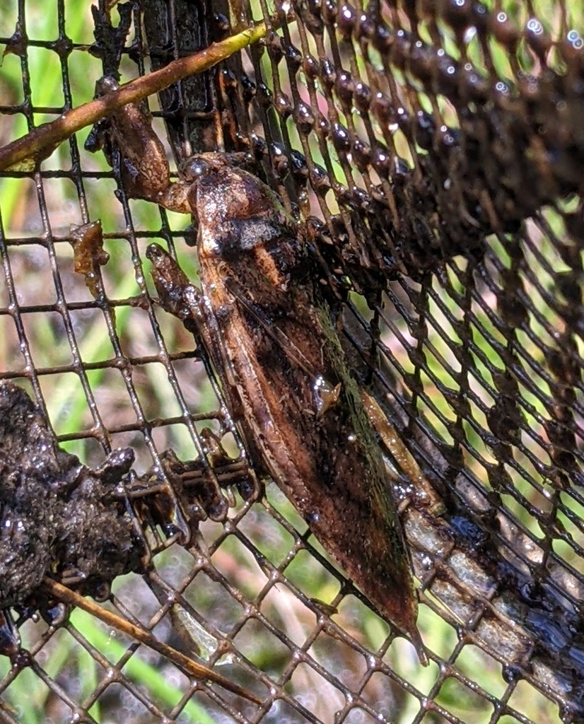 American Giant Water Bug from Teaticket, MA 02536, USA on July 7, 2023 ...