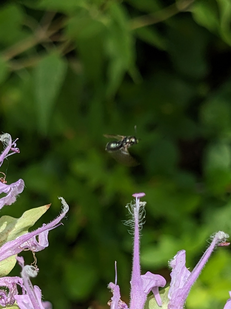 Zadontomerus in July 2023 by Colleen Burgess Crank. Sbee-home, 25 ...