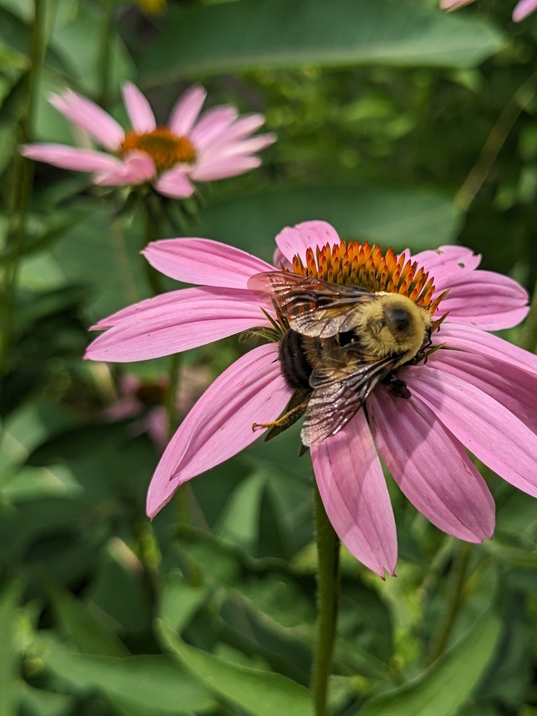 Brown-belted Bumble Bee in July 2023 by Colleen Burgess Crank. Sbee ...