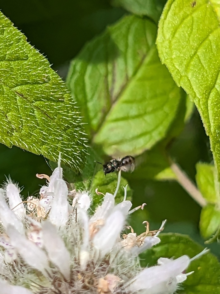 Metallic Sweat Bees in July 2023 by Colleen Burgess Crank. Sbee-home ...