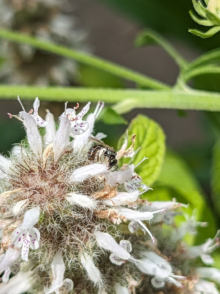Metallic Sweat Bees in July 2023 by Colleen Burgess Crank. Sbee-home ...