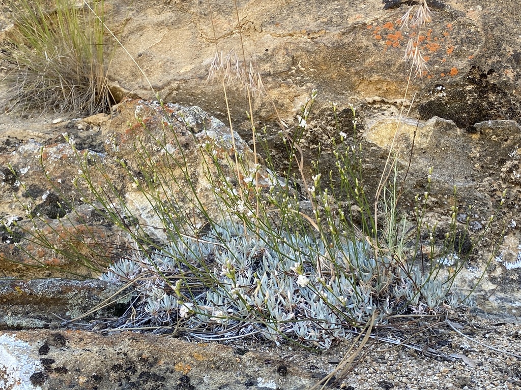 short-stemmed bastard-sage from Los Padres National Forest, Frazier ...