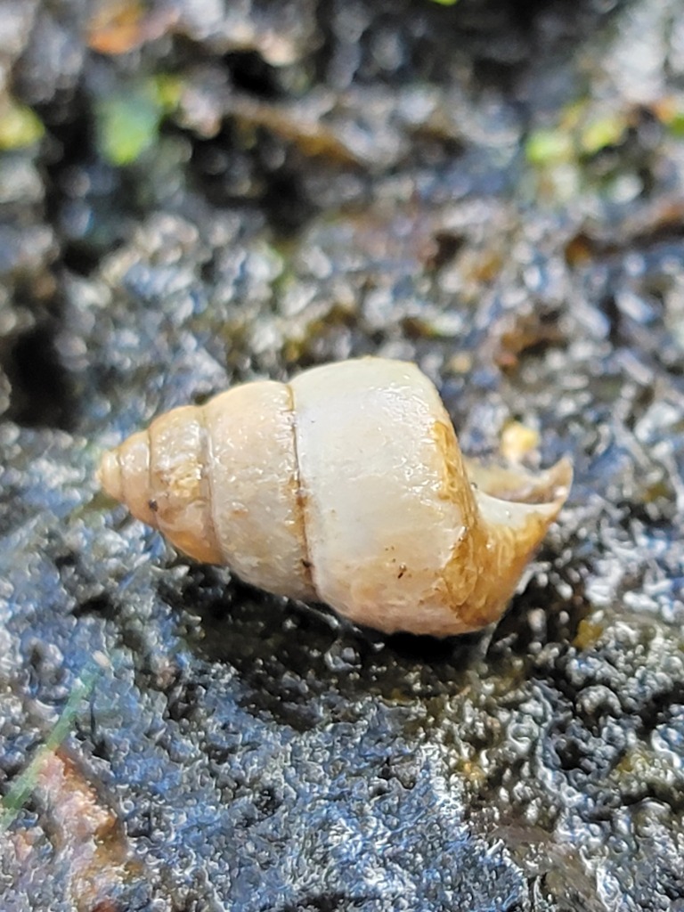 West Indian Bulimulus from PR-191, Río Grande, 00745, Puerto Rico on ...