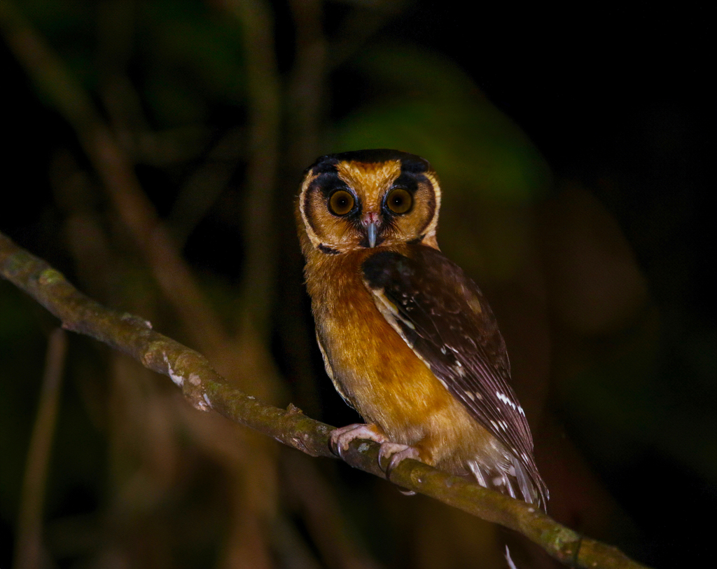 Buff-fronted Owl from Mogi das Cruzes - State of São Paulo, Brazil on ...