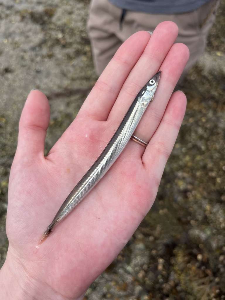 American Sand Lance from Bennet Cove, Southwest Harbor, ME, US on July ...