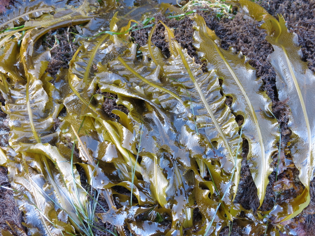 winged kelp (Marine Botany of Washington) · iNaturalist