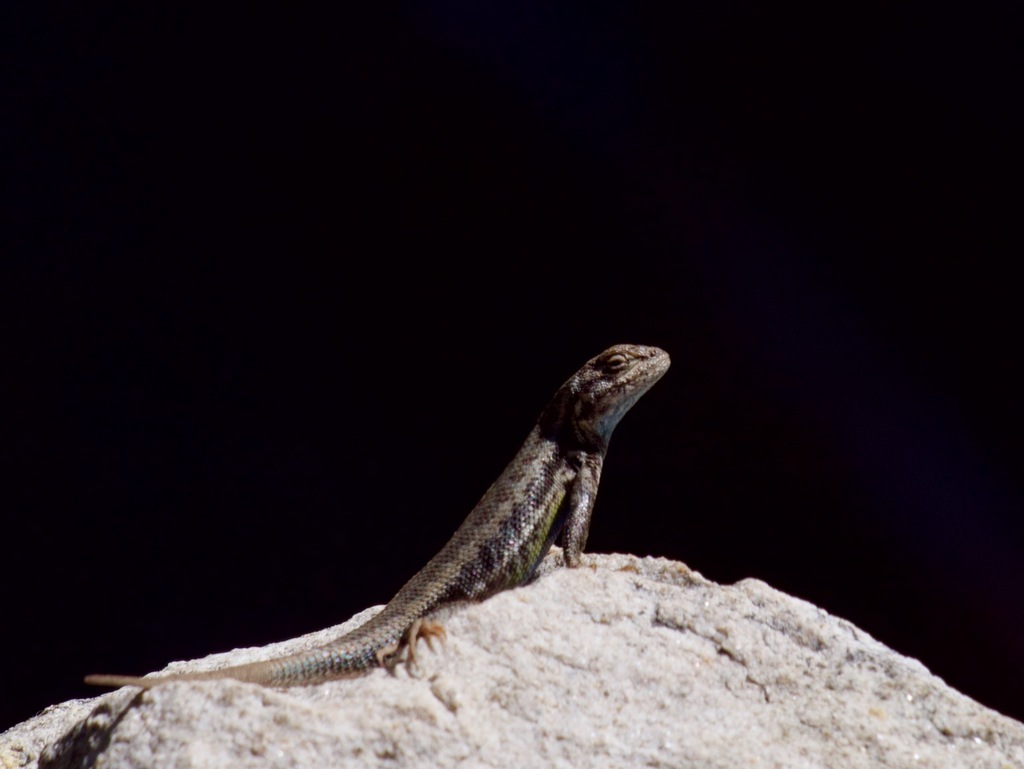 Common Sagebrush Lizard from Fresno County, CA, USA on June 30, 2023 at ...