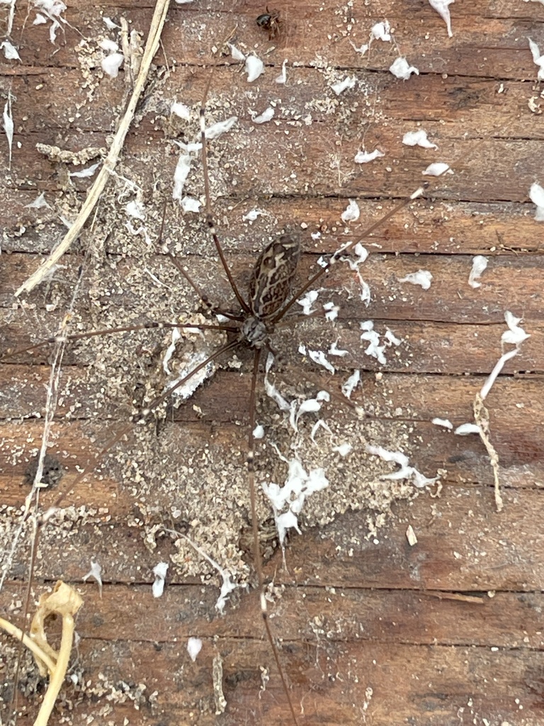 Natal Cellar Spider in July 2023 by Mark Buijtendijk · iNaturalist