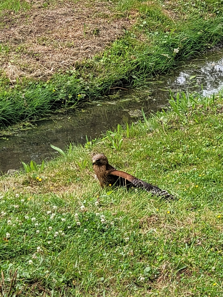 Red-shouldered Hawk from Northgate Park, Durham, NC, USA on May 13 ...