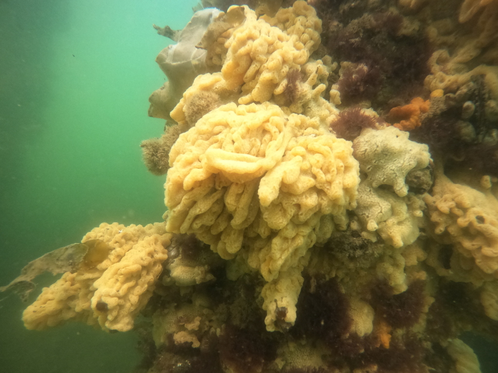 Sea Vomit from Gloucester, MA, USA on July 7, 2023 at 10:15 AM by ...