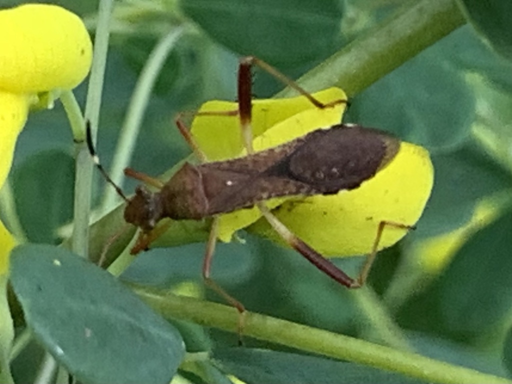 Lupine Bug from Scotia Range Rd, Port Matilda, PA, US on July 7, 2023 ...