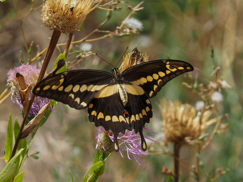 Western Giant Swallowtail from Travis County, TX, USA on July 7, 2023 ...