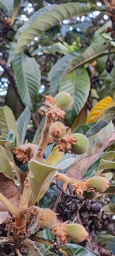 Loquat from Diamantina, MG, 39100-000, Brasil on July 7, 2023 at 04:34 ...